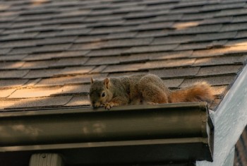 Signs of Roof Damage from Squirrels and How To Prevent It | Christian ...